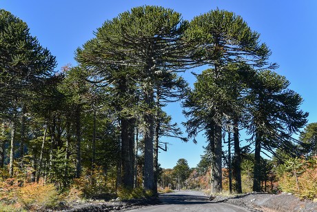 7 Chilean pine Stock Pictures, Editorial Images and Stock Photos ...