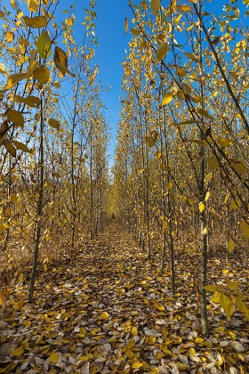 Tree Nursery Short Rotation Plantation Poplar Editorial Stock Photo ...