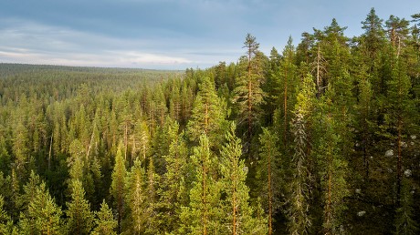 2,000 Boreal forest Stock Pictures, Editorial Images and Stock Photos ...