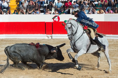 500 Bull fight in arena Stock Pictures, Editorial Images and Stock ...