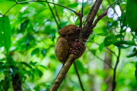 Tarsier Tarsiidae Smallest Monkey World Bohol Editorial Stock Photo ...