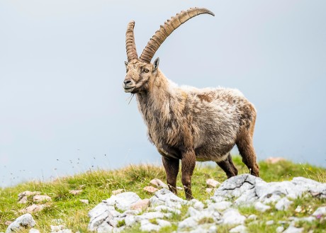 Alpine Ibex Capra Ibex Change Coat Editorial Stock Photo - Stock Image ...