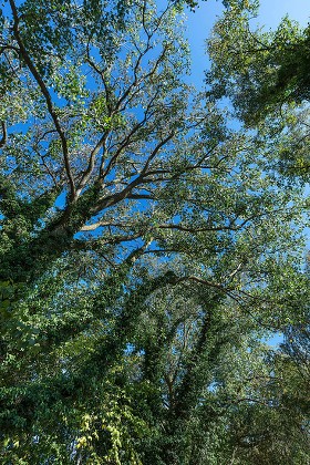 750 Forest canopy Stock Pictures, Editorial Images and Stock Photos ...