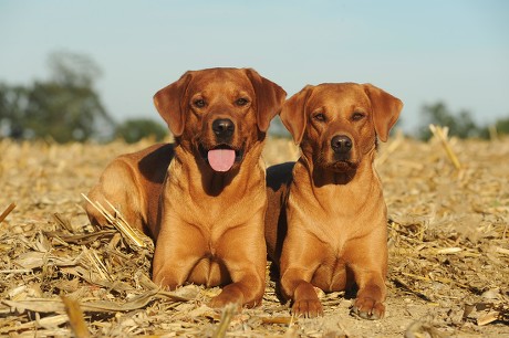 500 Pokes tongue out Stock Pictures, Editorial Images and Stock Photos ...