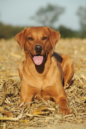 500 Pokes tongue out Stock Pictures, Editorial Images and Stock Photos ...