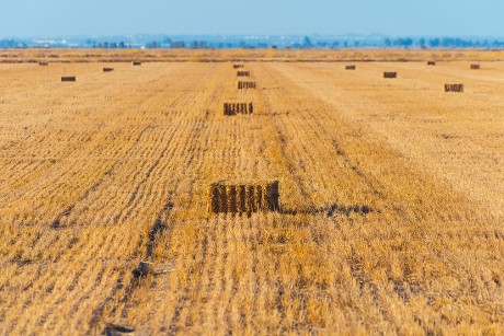 750 Hay stock Stock Pictures, Editorial Images and Stock Photos ...