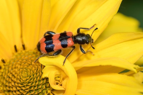 15 Checkered bee beetle Stock Pictures, Editorial Images and Stock ...