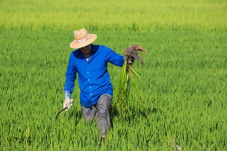 Weeding Rice Fields Oryza Sativa Manual Editorial Stock Photo - Stock ...