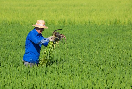 Weeding Rice Fields Oryza Sativa Manual Editorial Stock Photo - Stock ...