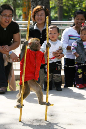 Monkey Performs Acrobatic Stilt Walk Zoo Editorial Stock Photo - Stock ...