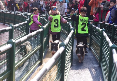 People Watch Mini Pigs Race On Editorial Stock Photo - Stock Image ...