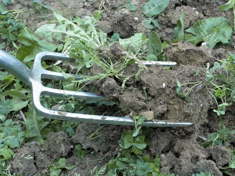 98 Digging tool Stock Pictures, Editorial Images and Stock Photos ...