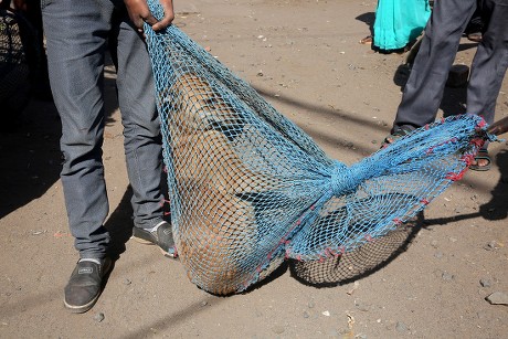 Municipal corporation workers catch stray dogs, Bhopal, India - 09 Feb ...