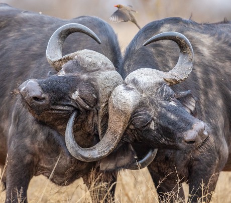 Buffalo Fighting Editorial Stock Photo - Stock Image | Shutterstock