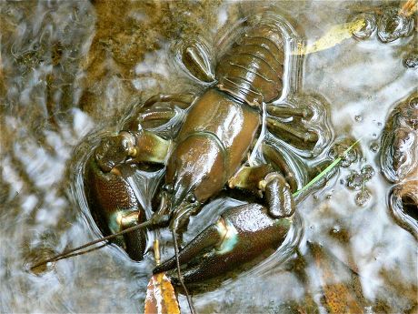 15 Crayfish claws Stock Pictures, Editorial Images and Stock Photos ...