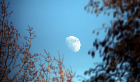 Half Moon Seen Behind These Trees Editorial Stock Photo - Stock Image ...
