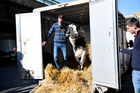 Fairs Muse Imminence Cow His Farmer Editorial Stock Photo - Stock Image ...
