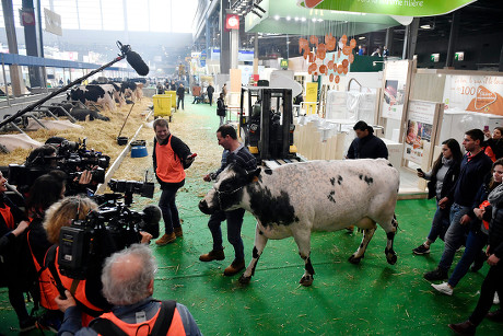 Fairs Muse Imminence Cow His Farmer Editorial Stock Photo - Stock Image ...