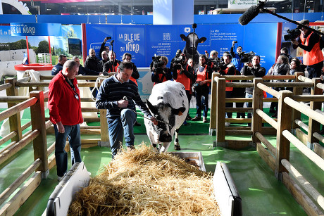 Fairs Muse Imminence Cow His Farmer Editorial Stock Photo - Stock Image ...