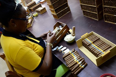 Employee Makes Cohiba Cigars El Laguito Editorial Stock Photo - Stock ...
