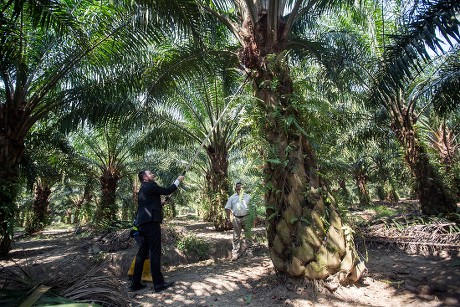 Norway to phase out palm oil, Banting, Malaysia - 25 Feb 2019 Stock ...