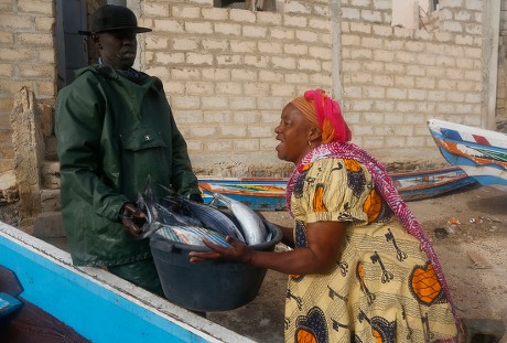 Senegalese Fisherman Modu Samba L Offloads Editorial Stock Photo ...