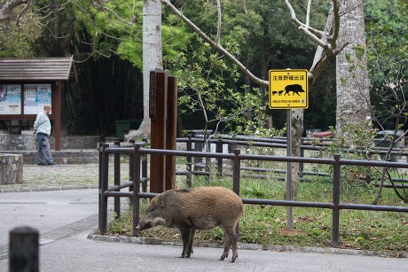 Wild Pig Stands Next Sign Warning Editorial Stock Photo - Stock Image ...