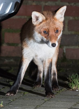 Sam Fox Garden Mimi Jenkins Home Editorial Stock Photo - Stock Image ...
