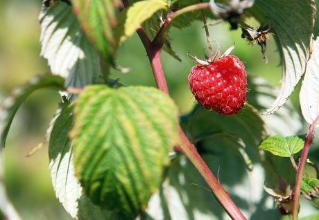 Raspberries Editorial Stock Photo - Stock Image | Shutterstock