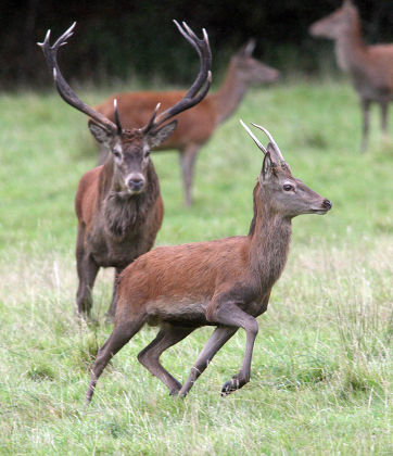 Huge Stag Nicknamed Exmoor Emperor Seeing Editorial Stock Photo - Stock ...