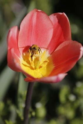 Bumblebee Pollinates Tulip During Warm Morning Editorial Stock Photo ...