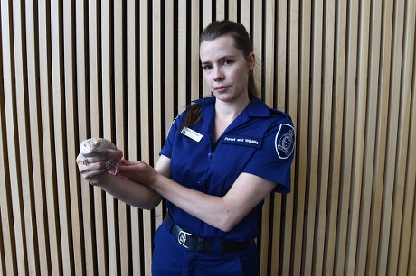 Reptile Handler Sarah Bellhuse Poses Photograph Editorial Stock Photo ...