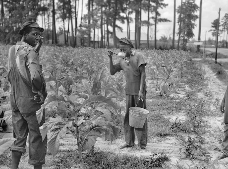 70 African american farm workers Stock Pictures, Editorial Images and ...