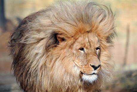 leon lion usti nad labem zoo Stock Photos (Exclusive) | Shutterstock