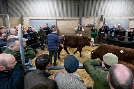 Cows Paraded Ring Cattle Auction Takes Editorial Stock Photo - Stock ...
