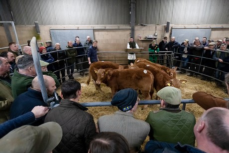 Cows Paraded Ring Cattle Auction Takes Editorial Stock Photo - Stock ...