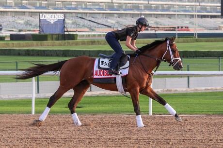 Switzerland Usa Exercising Morning Trackwork Meydan Editorial Stock ...
