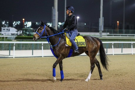Almond Eye Jpn Exercising Morning Trackwork Editorial Stock Photo ...