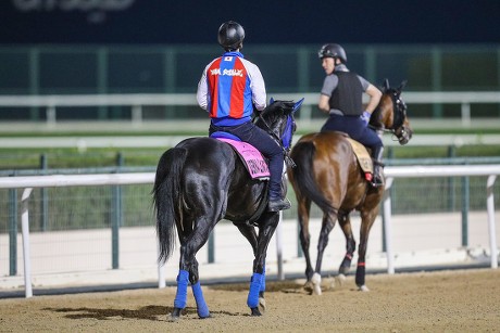 Coal Front Usa Exercising Morning Trackwork Editorial Stock Photo ...