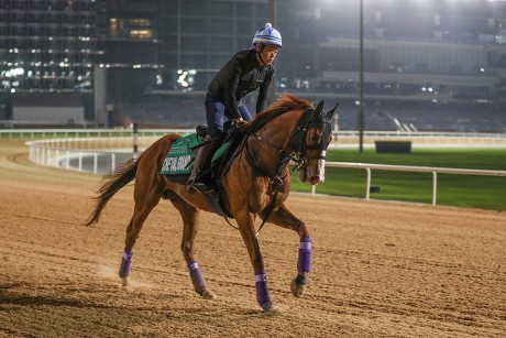 Cheval Grand Jpn Exercising Morning Trackwork Editorial Stock Photo ...