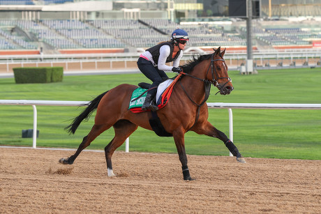 Deirdre Jpn Exercising Morning Trackwork Meydan Editorial Stock Photo ...