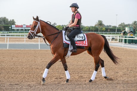 David Marnane Trainer Tato Key Arg Editorial Stock Photo - Stock Image ...