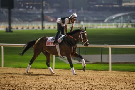 Seeking Soul Usa Exercising Morning Trackwork Editorial Stock Photo ...