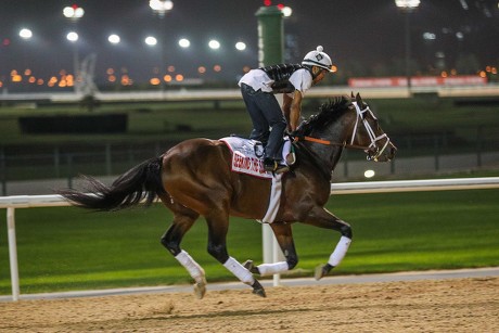 Seeking Soul Usa Exercising Morning Trackwork Editorial Stock Photo ...