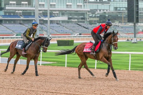 Dolkong Usa Exercising Morning Trackwork Meydan Editorial Stock Photo ...