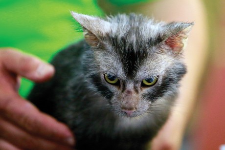 Lykoi Called Werewolf Cat Evaluated By Editorial Stock Photo - Stock ...