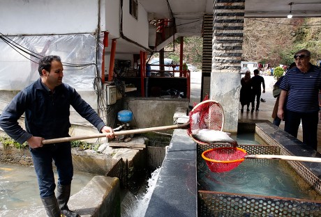 Iranian Worker Catching Trout Fish Sell Editorial Stock Photo - Stock ...