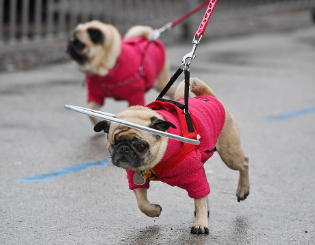 750 Dog shows crufts Stock Pictures, Editorial Images and Stock Photos ...