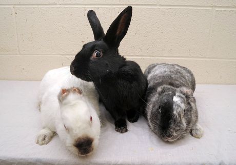 __COUNT__ Rabbits with missing ears abandoned in Hampshire, Britain ...