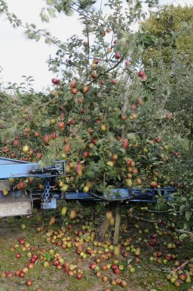 Tractor Apple Orchard Using Mechanical Harvester Editorial Stock Photo ...